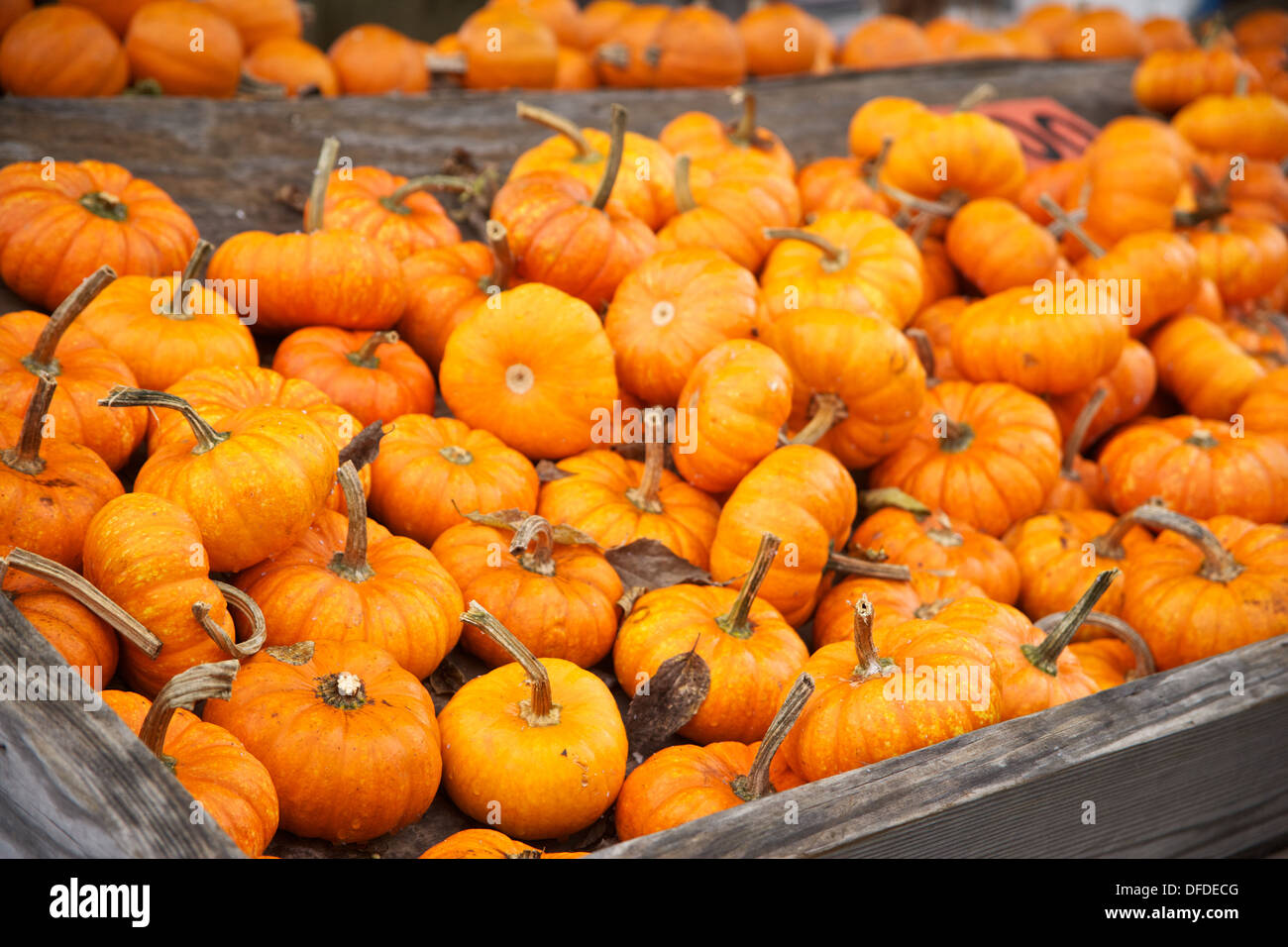 Multiple pumpkins on display for sail at a farmers market festival in ...