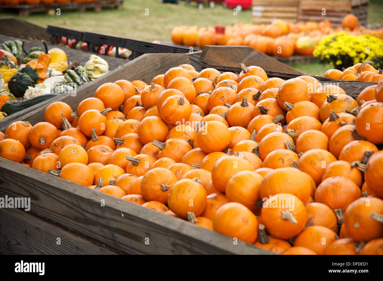 Multiple pumpkins on display for sail at a farmers market festival in ...