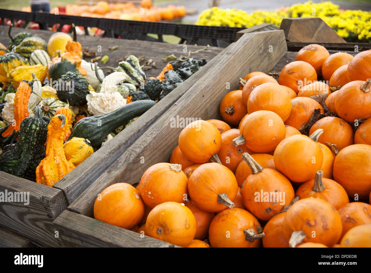 Multiple pumpkins on display for sail at a farmers market festival in ...