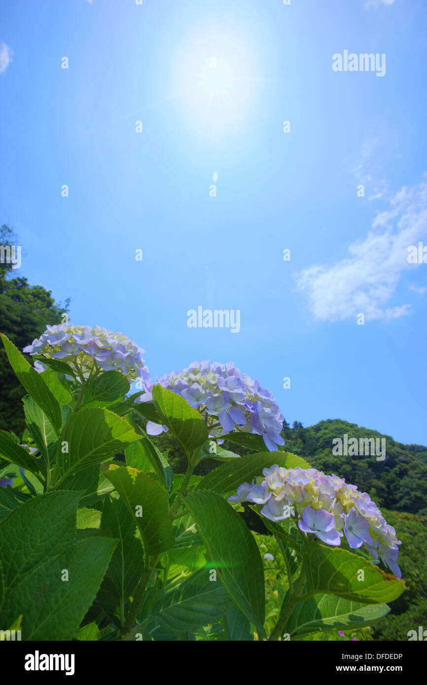 Japan hydrangea hi-res stock photography and images - Alamy