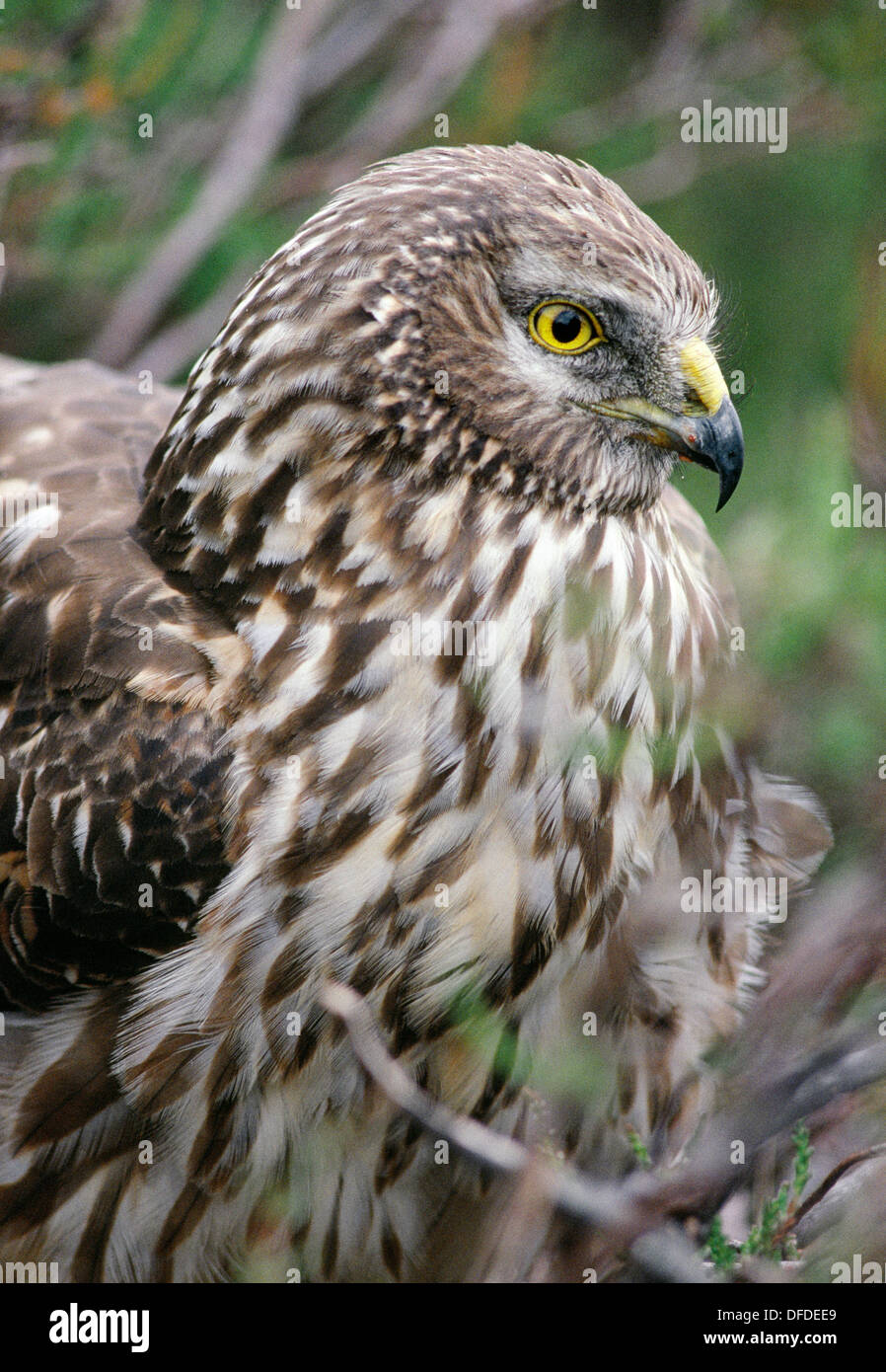 HEN HARRIER Circus cyaneus Female with young at nest Stock Photo - Alamy