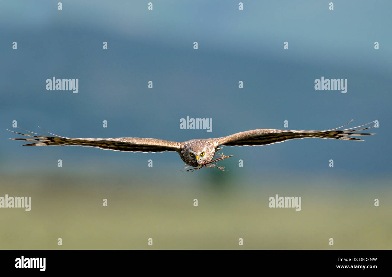 Female hen harrier in flight hi-res stock photography and images - Alamy