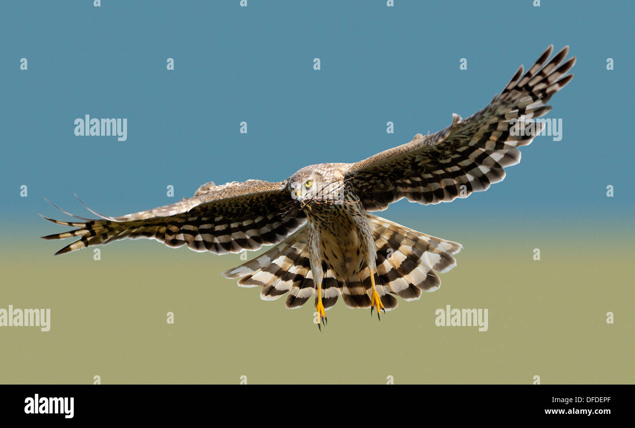 HEN HARRIER Circus cyaneus - Female Stock Photo - Alamy