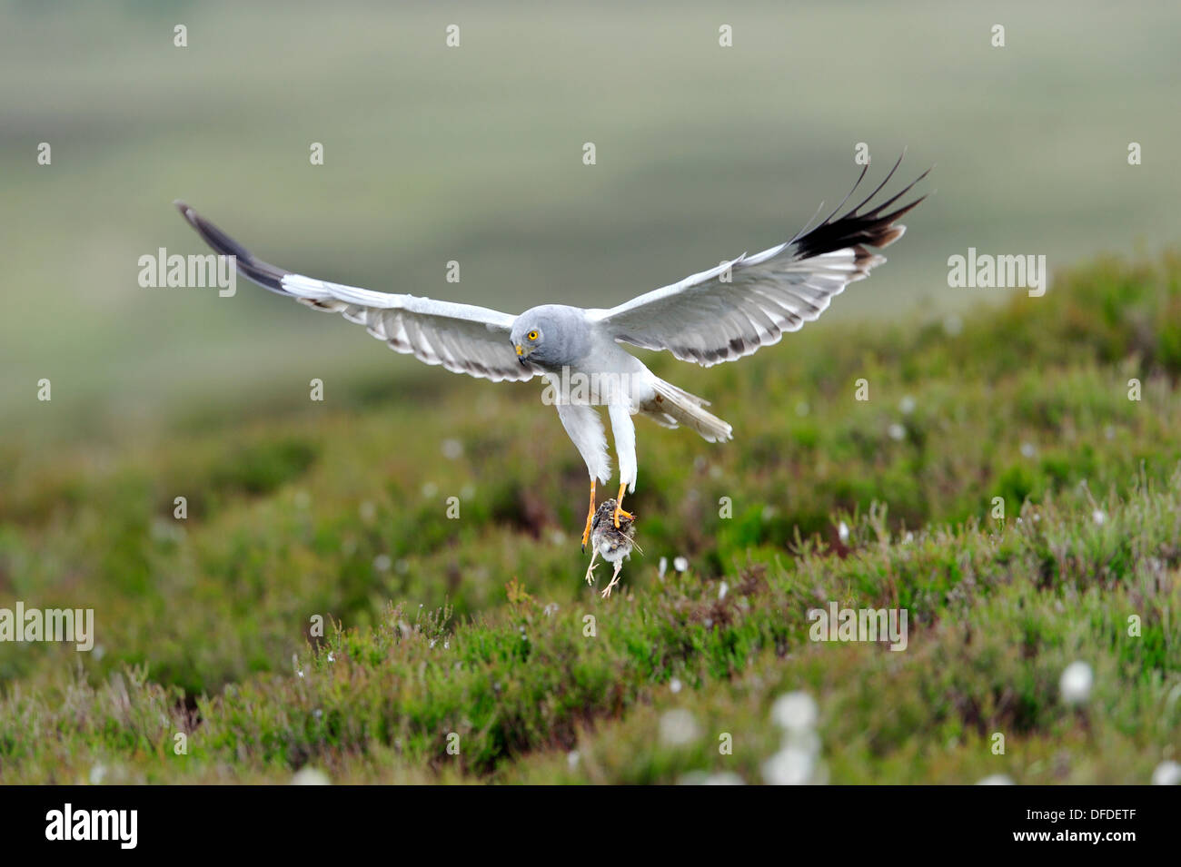 Hen harrier male hi-res stock photography and images - Alamy
