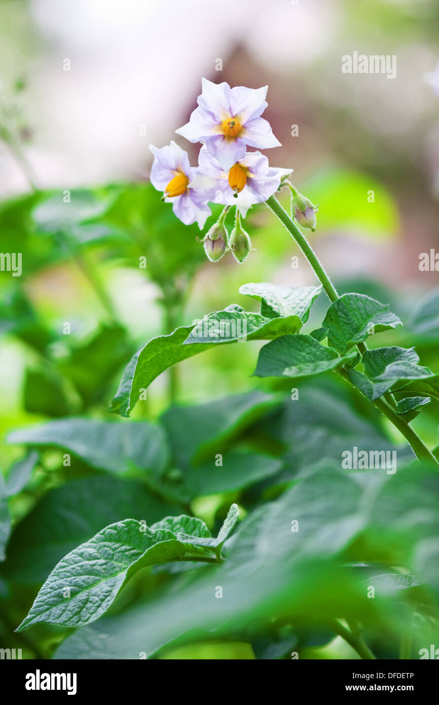 Blooming potato field beautiful hi-res stock photography and images - Alamy