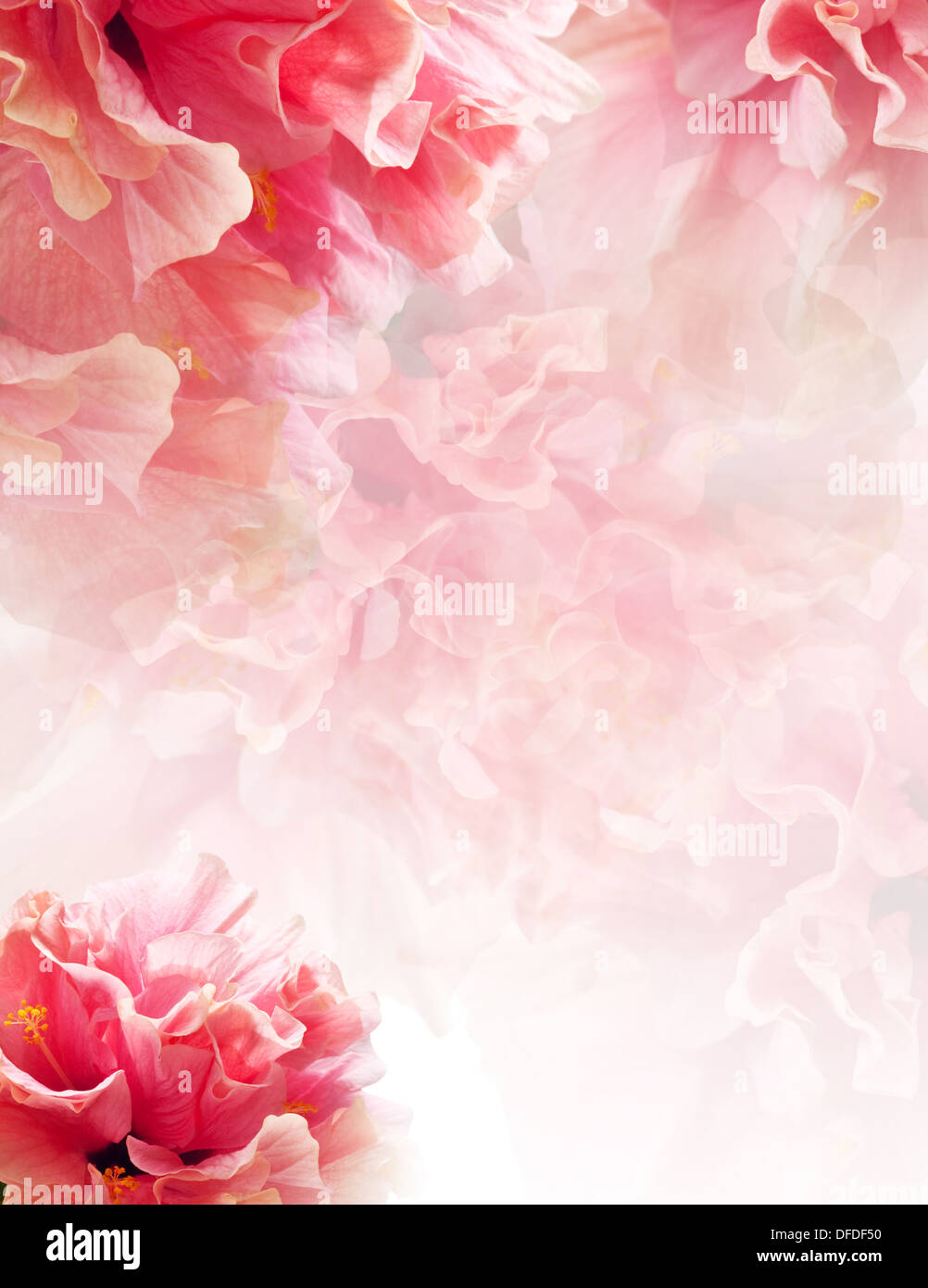 Nice background with hibiscus flowers Stock Photo - Alamy
