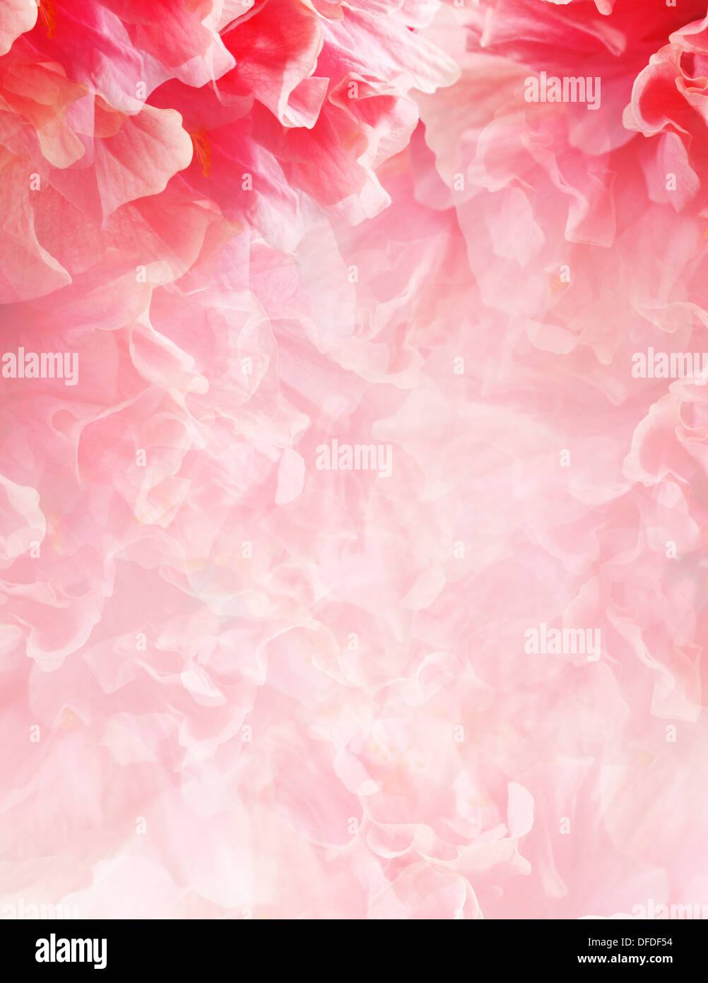 Nice background with hibiscus flowers Stock Photo - Alamy