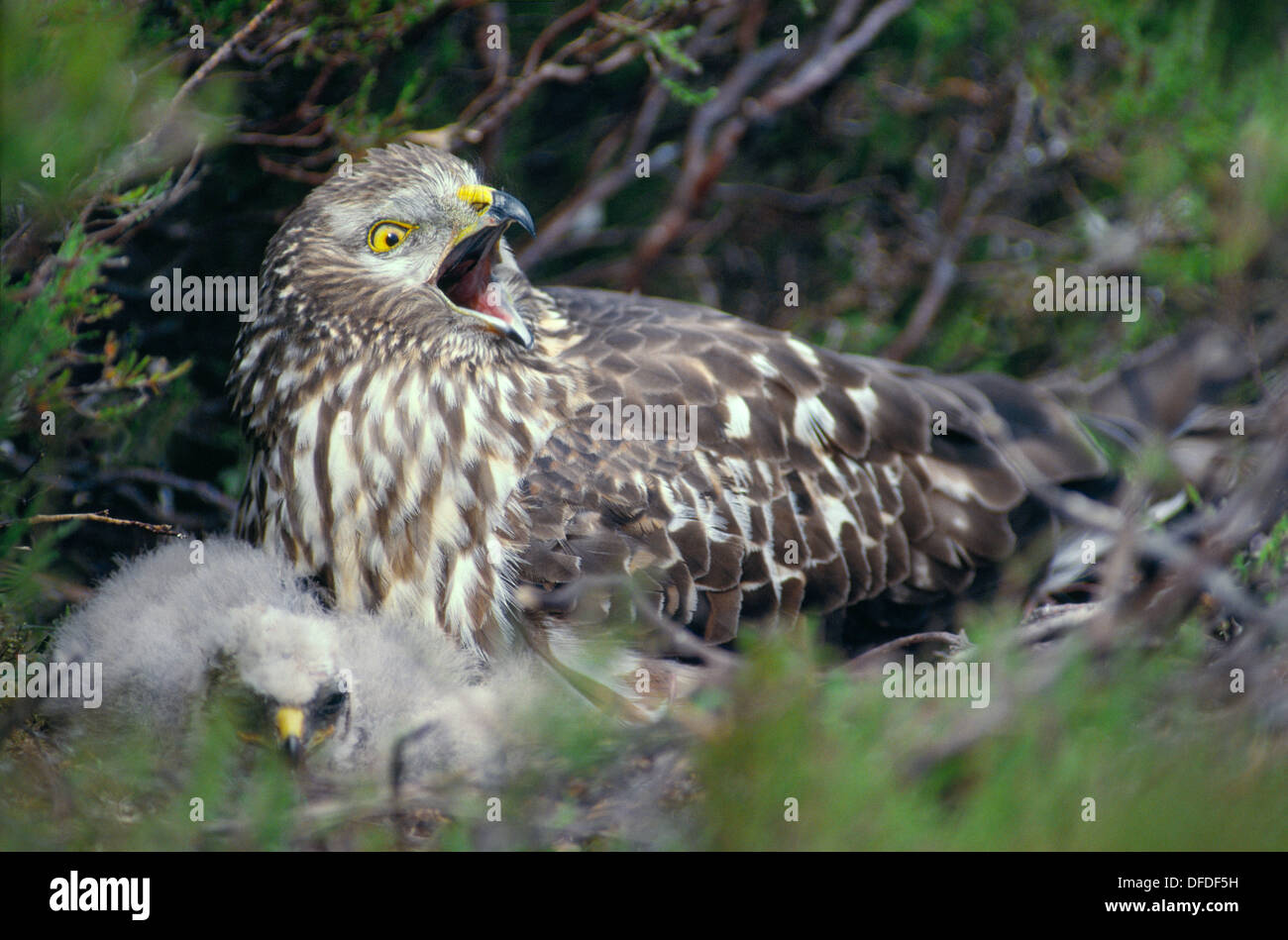 HEN HARRIER Circus cyaneus Female at nest with young Stock Photo - Alamy