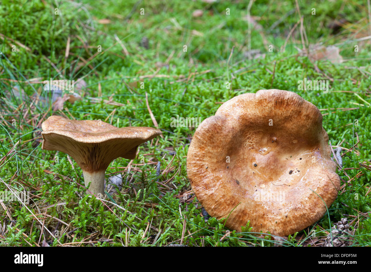 Paxillus involutus, brown roll-rim Stock Photo - Alamy