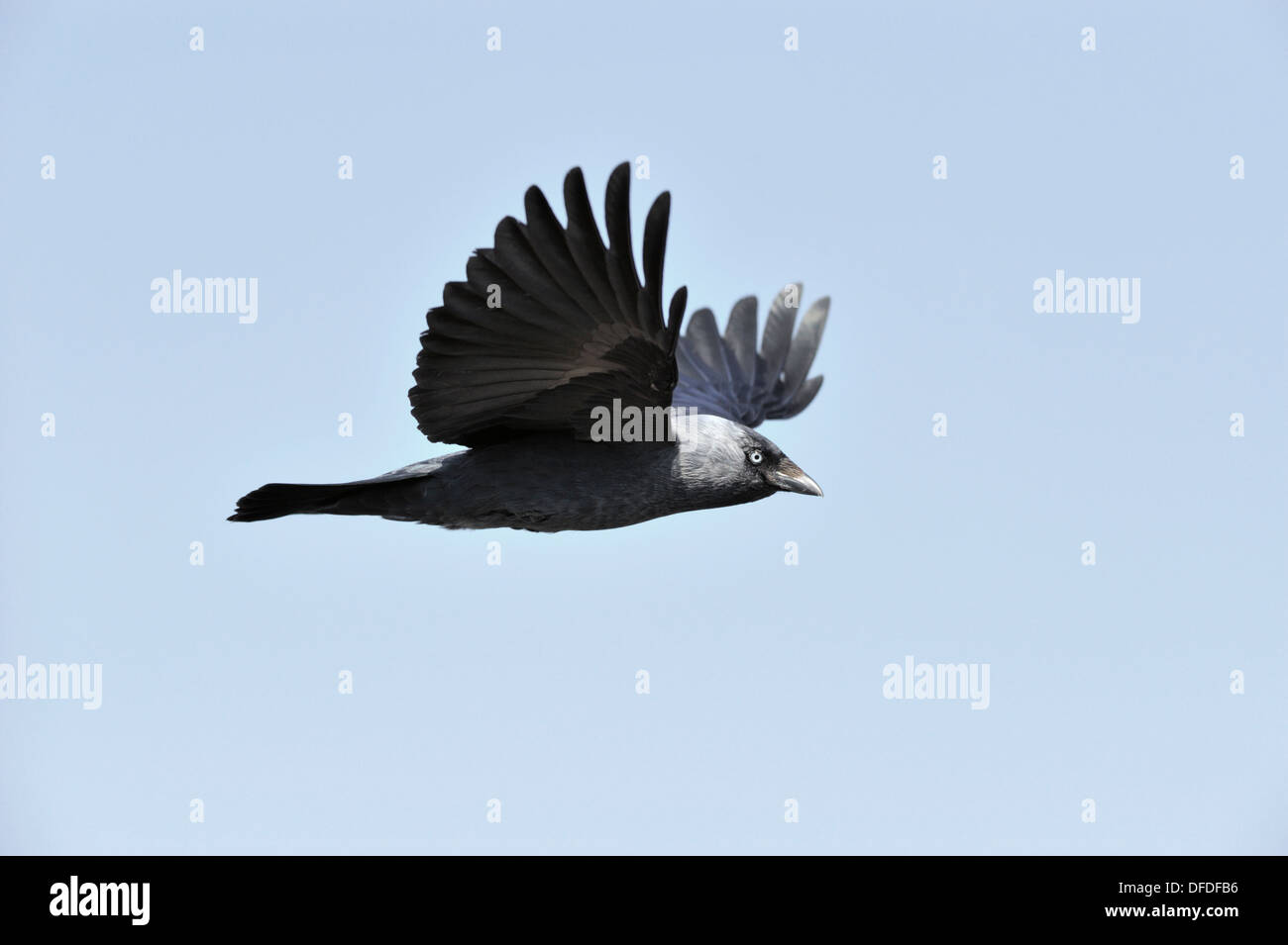 Jackdaw flying hi-res stock photography and images - Alamy