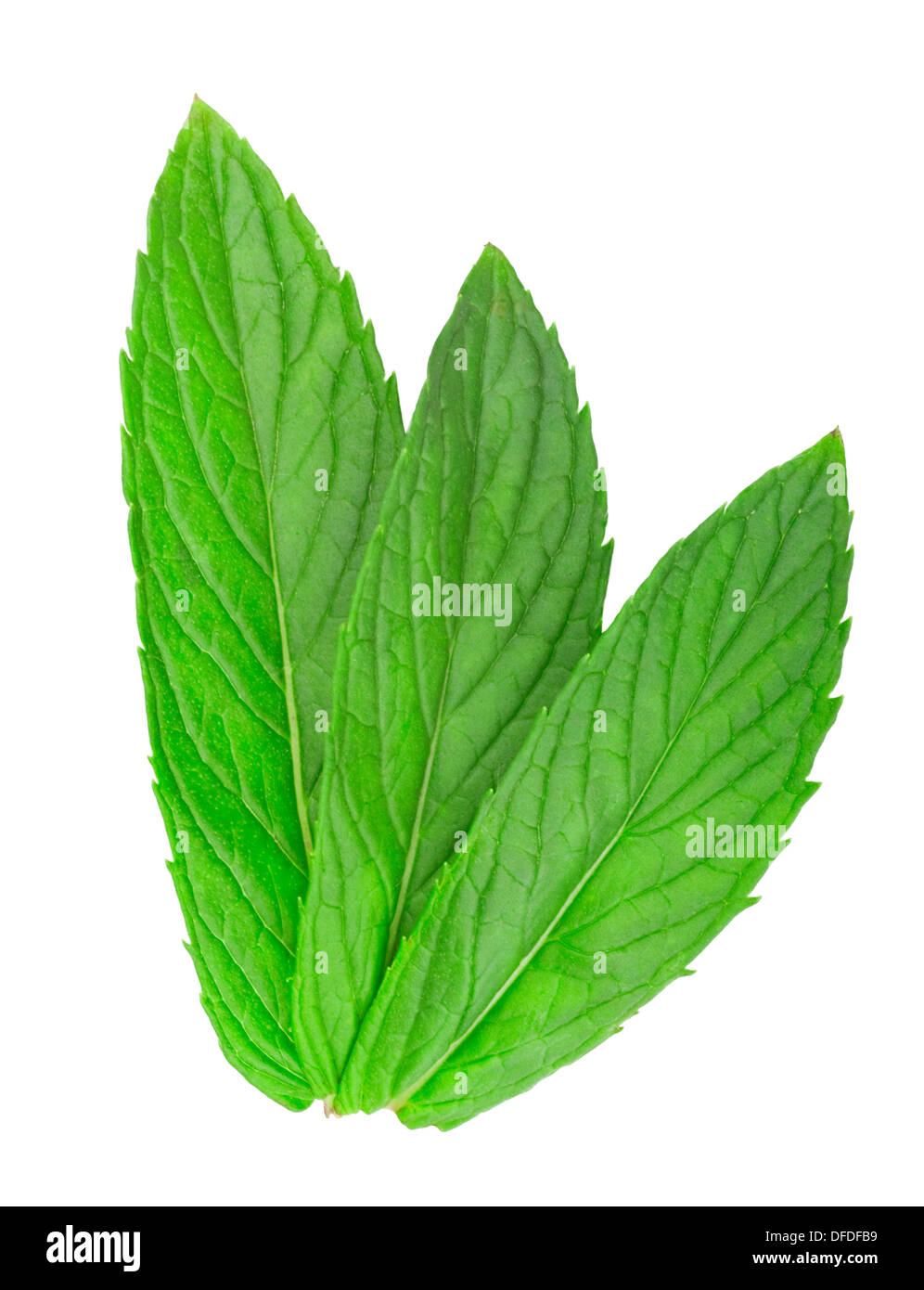 fresh green leaf of melissa isolated on white background Stock Photo ...