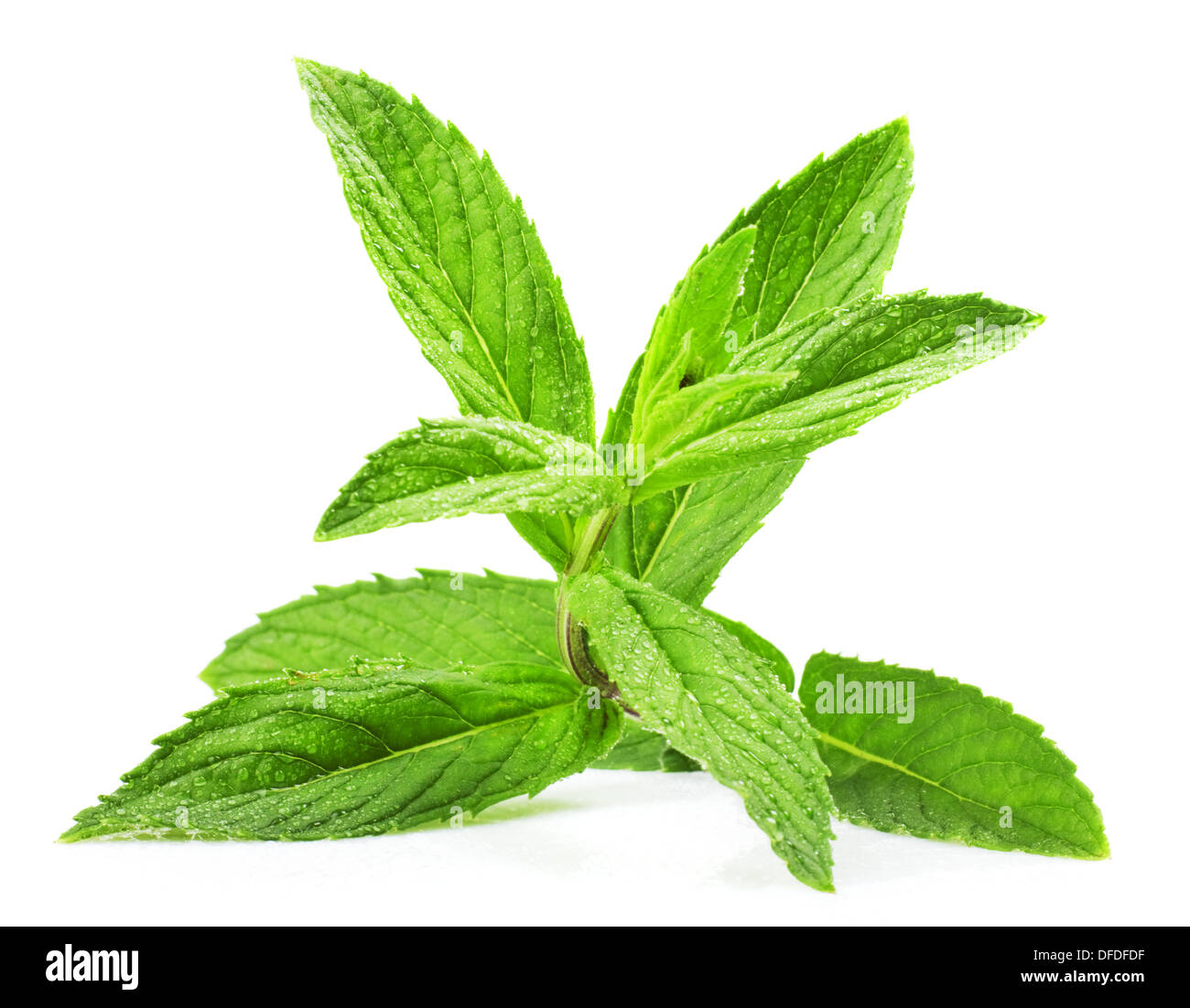 fresh green leaf of melissa isolated on white background Stock Photo ...