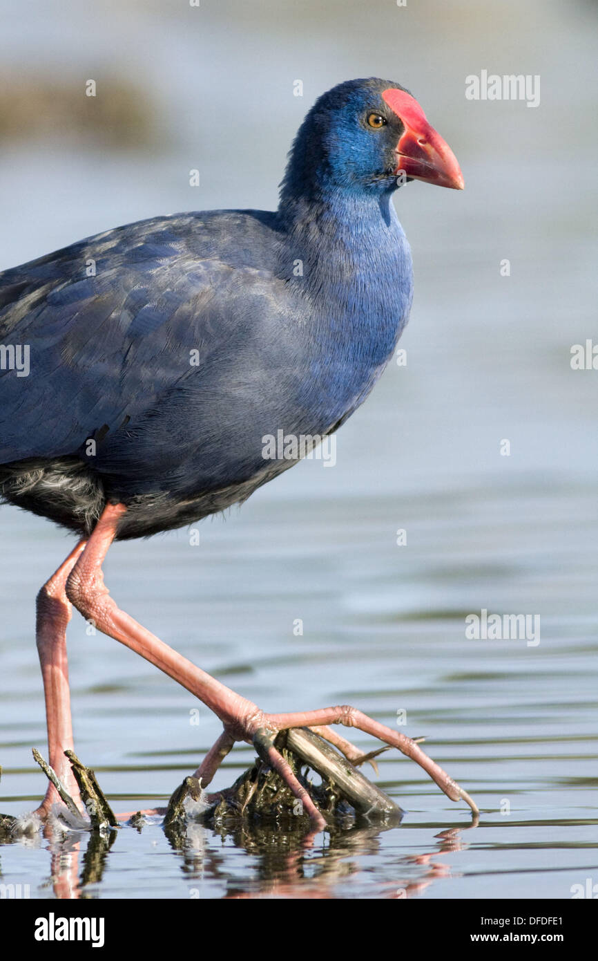 Juvenile purple swamphen hi-res stock photography and images - Alamy