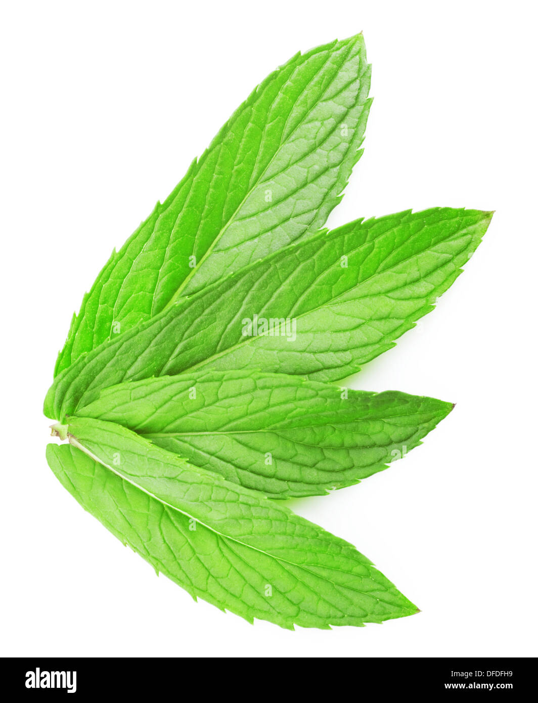 fresh green leaf of melissa isolated on white background Stock Photo ...