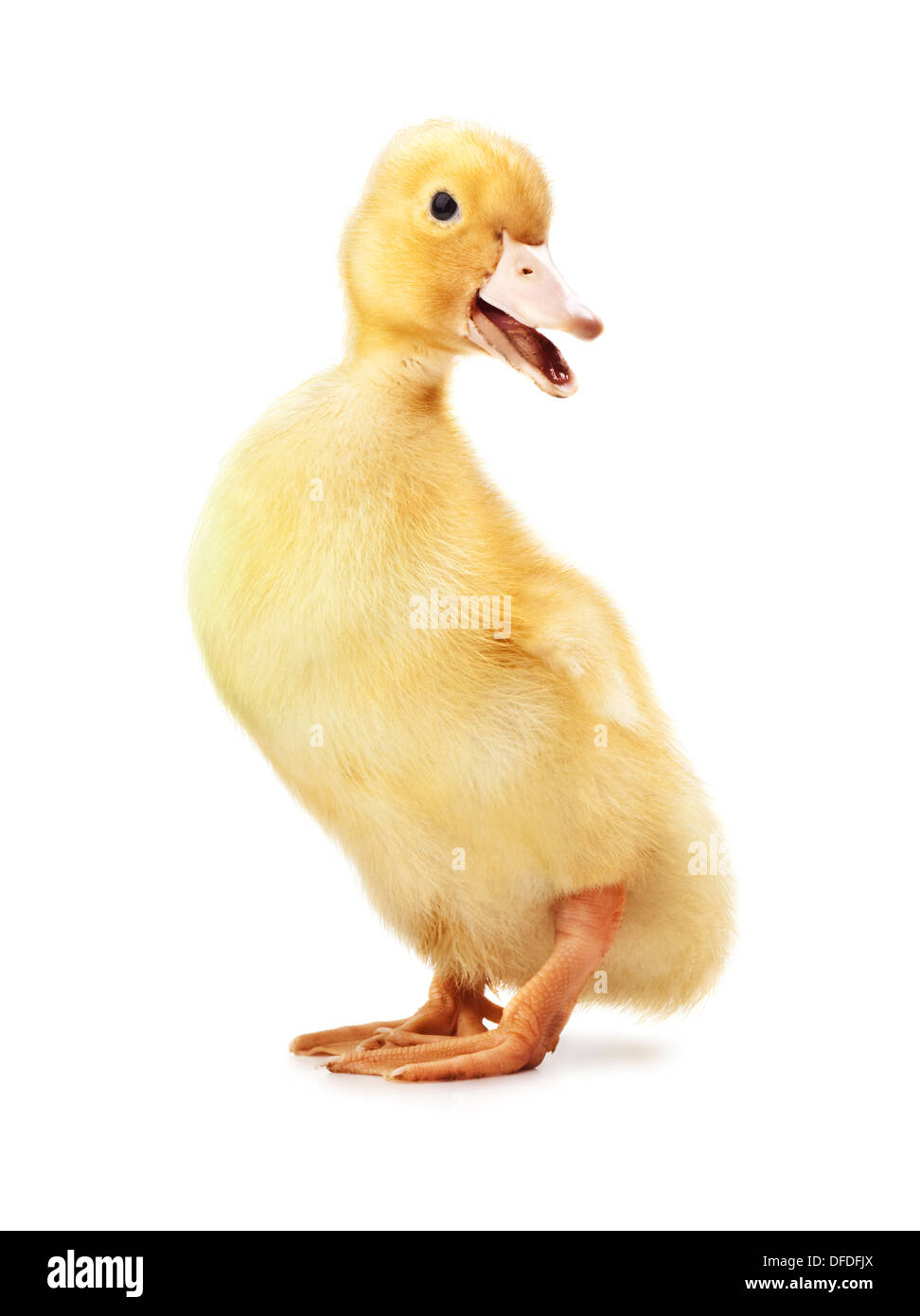 nice small duckling looking cute isolated on white Stock Photo - Alamy