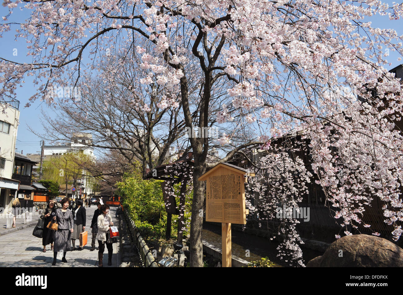 Cherry blossoming trees in kyoto hi-res stock photography and images ...