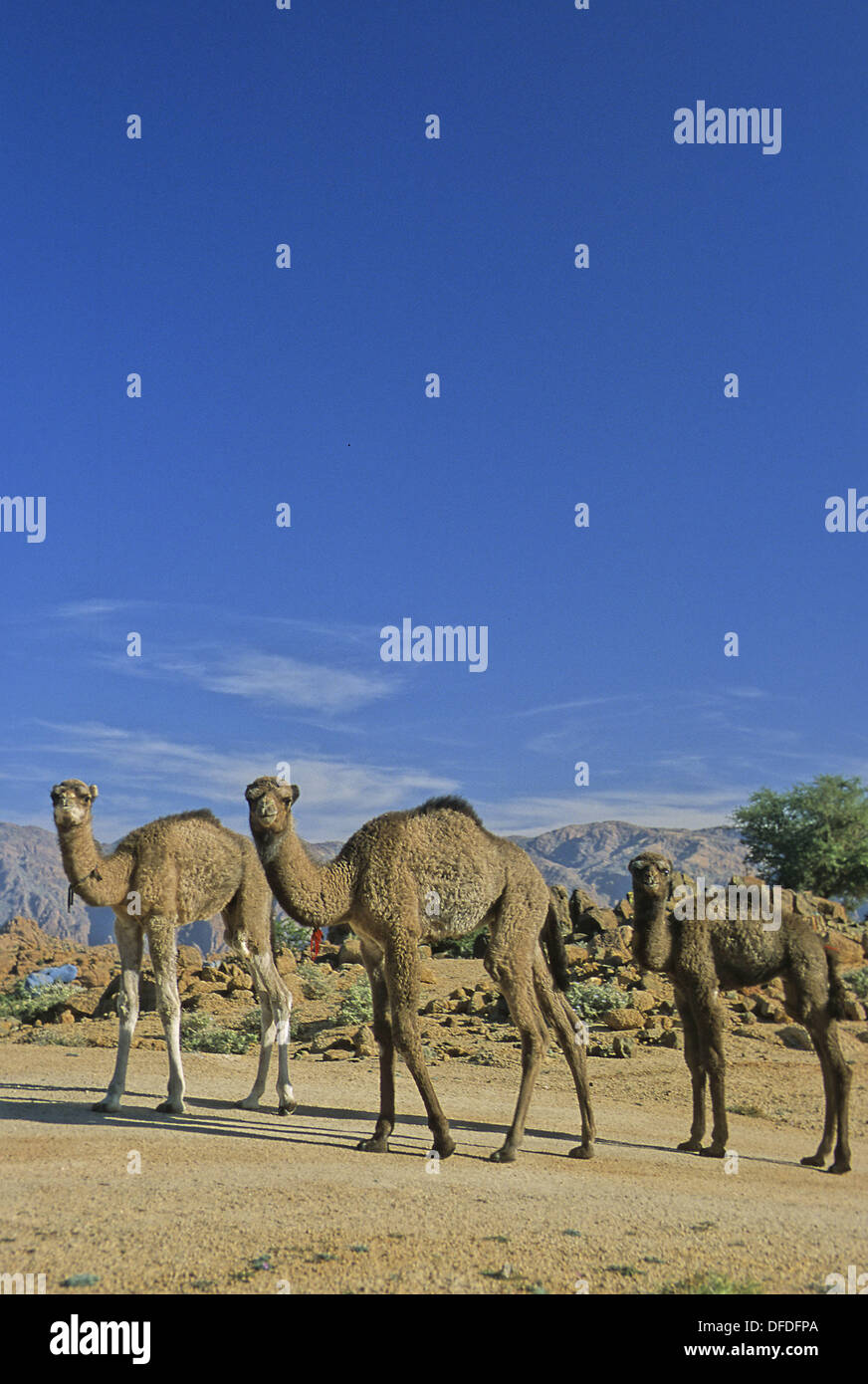 Three camels hi-res stock photography and images - Alamy