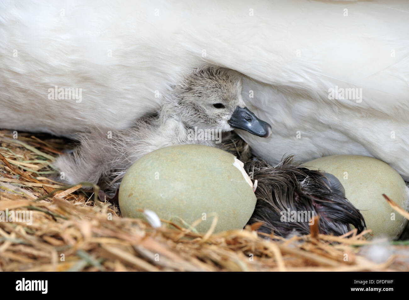 Swan hatching eggs hi-res stock photography and images - Alamy