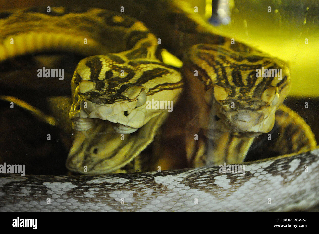 Naha (Japan): dead snakes in a bottle filled with Awamori liquor, sold ...