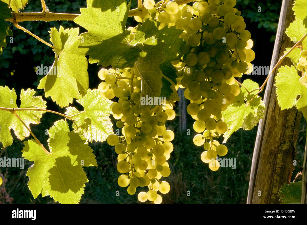 Vineyards of prosecco hi-res stock photography and images - Alamy