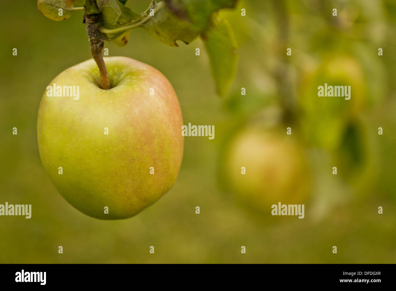 Apple tree autumn hi-res stock photography and images - Alamy