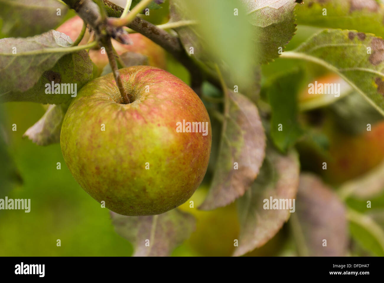 Rustic apple hanging from a tree Stock Photo - Alamy