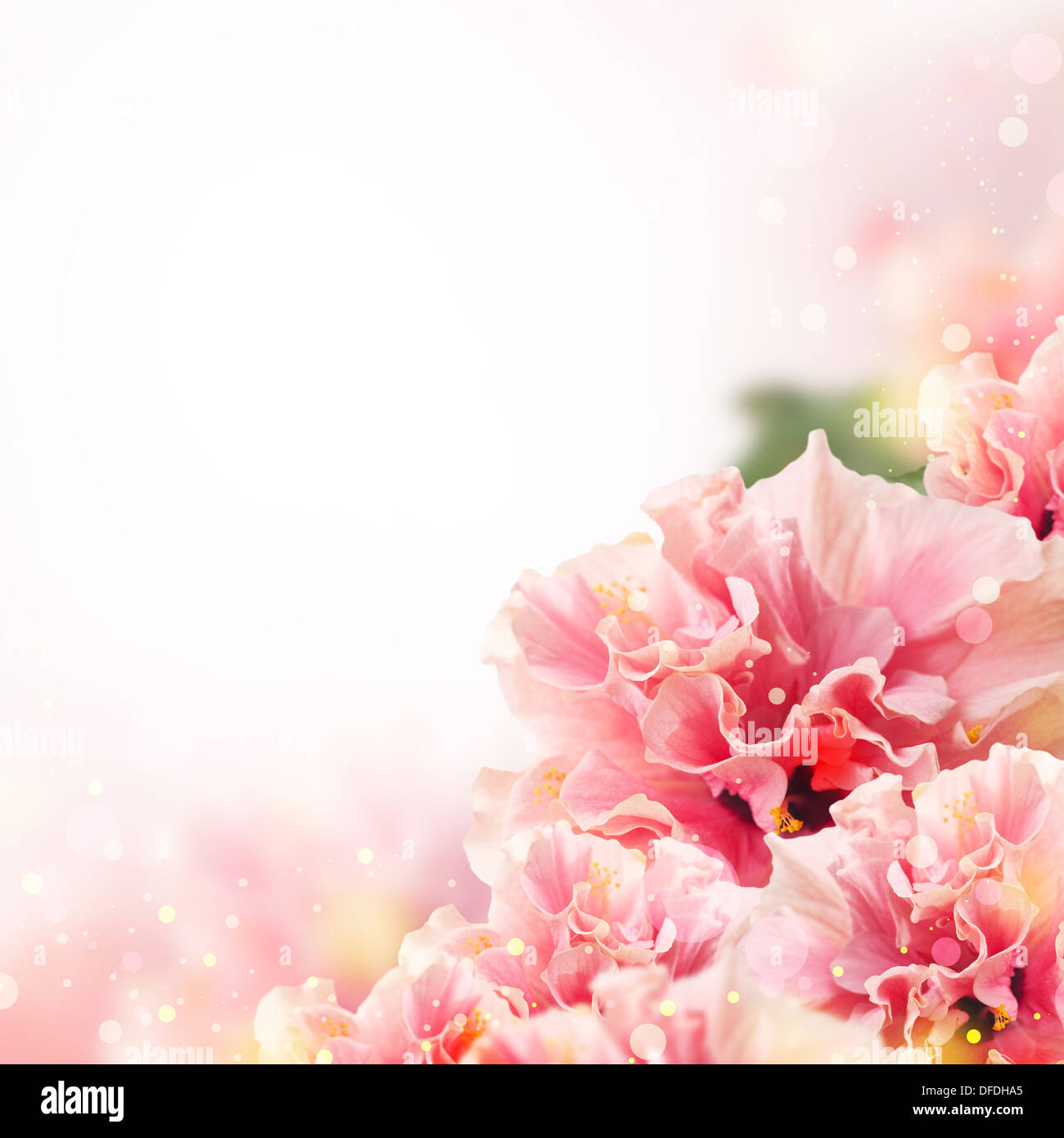 Nice background with hibiscus flowers Stock Photo - Alamy