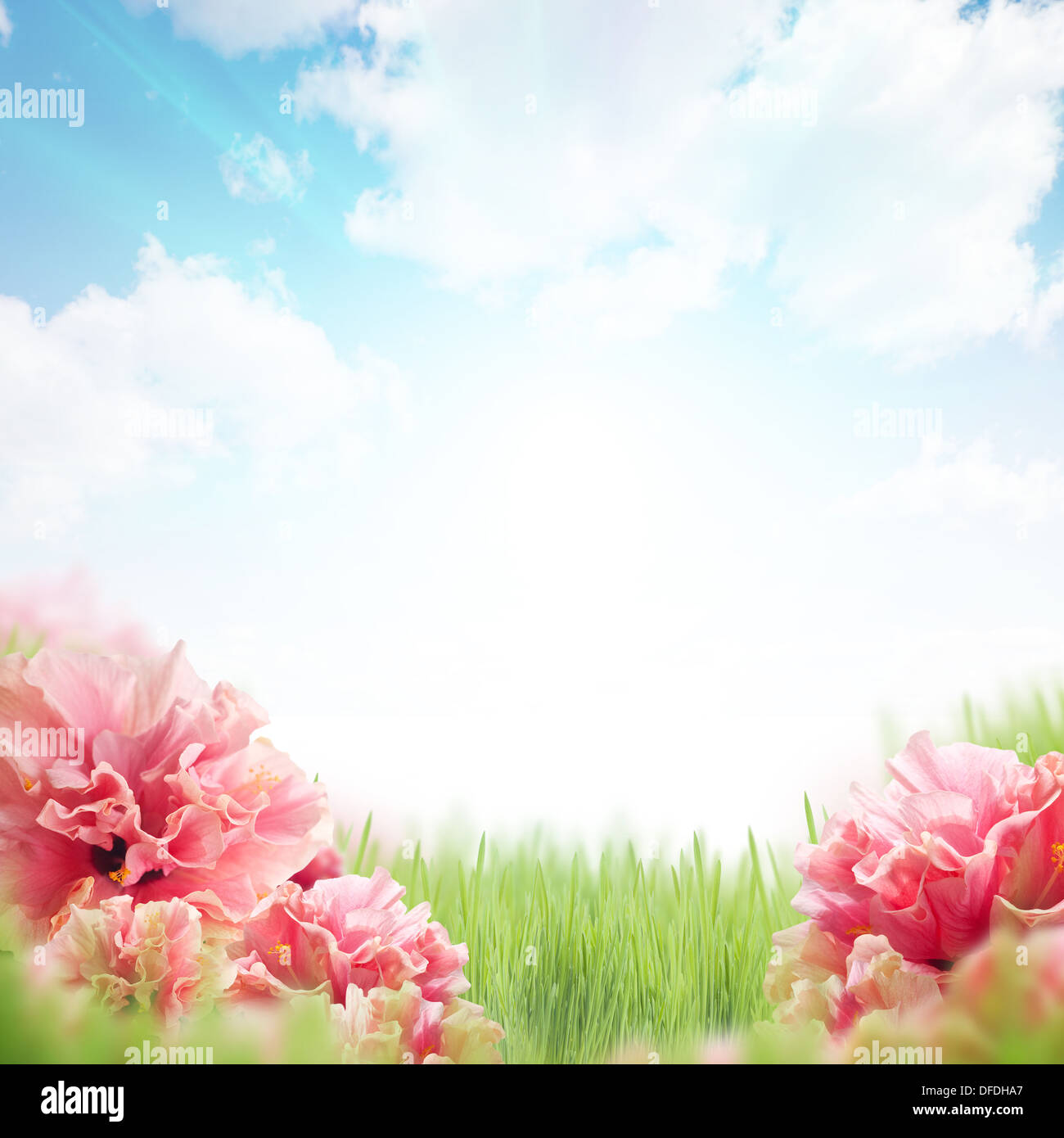 Nice background with hibiscus flowers Stock Photo - Alamy