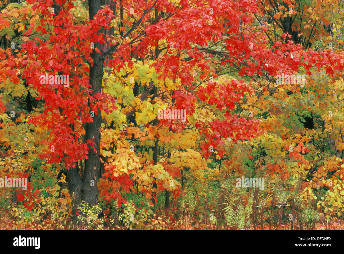 Maple tree canada hi-res stock photography and images - Alamy