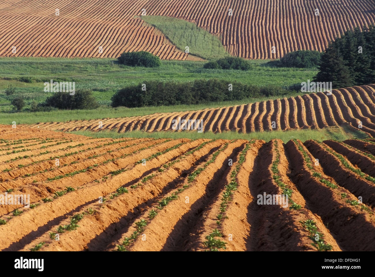 Canada potato hi-res stock photography and images - Alamy