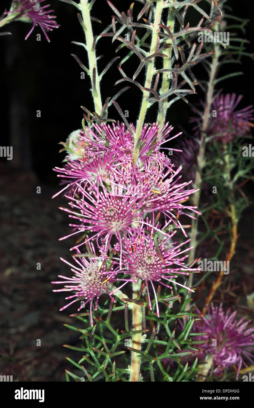 Australian Rose Cone Flower "Pink Sparkler" - Isopogon formosus ...