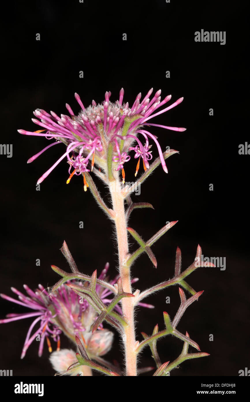 Australian Rose Cone Flower "Pink Sparkler" - Isopogon formosus ...