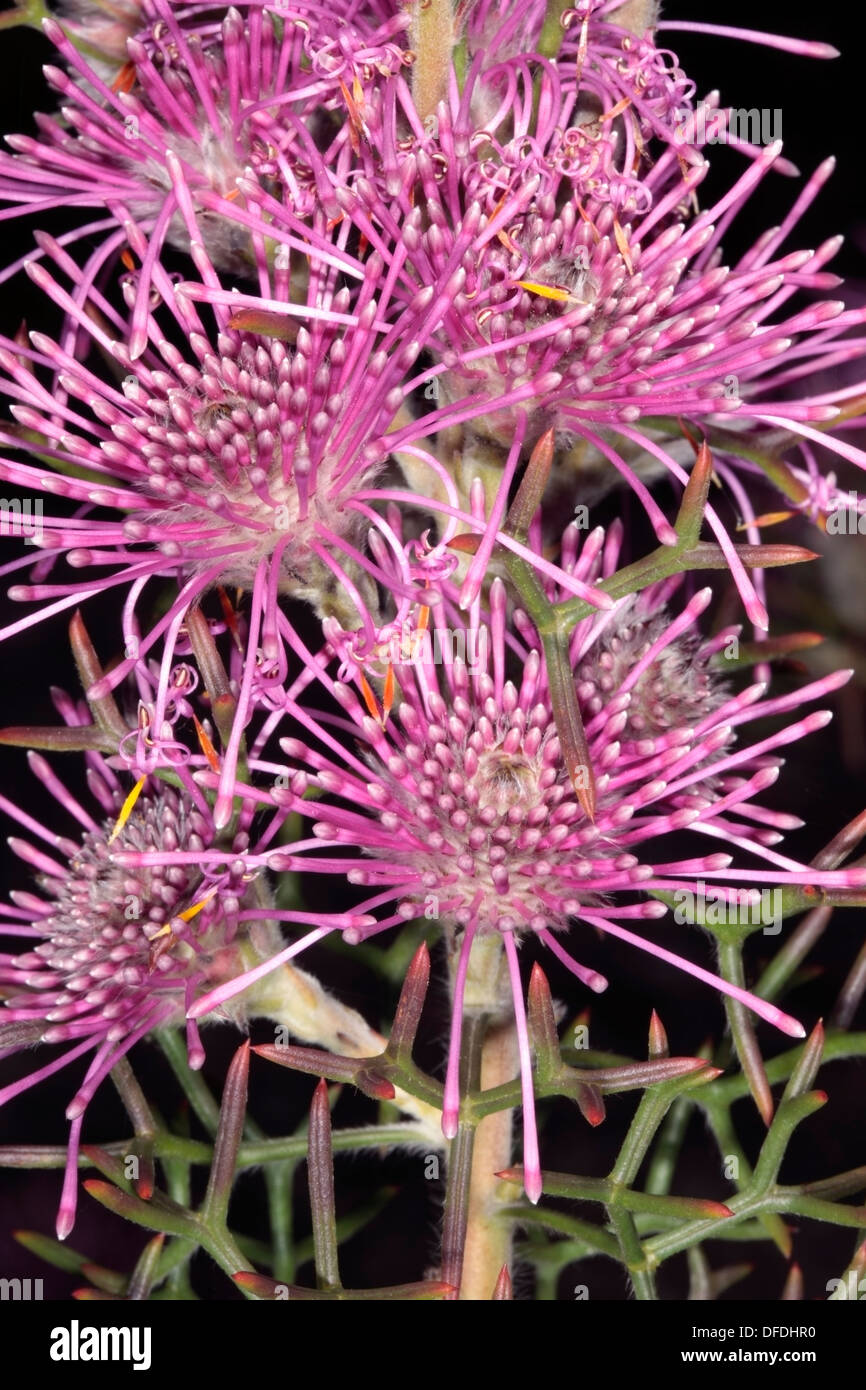Australian Rose Cone Flower "Pink Sparkler" - Isopogon formosus ...