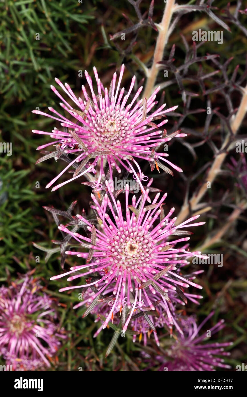 Australian Rose Cone Flower "Pink Sparkler" - Isopogon formosus ...