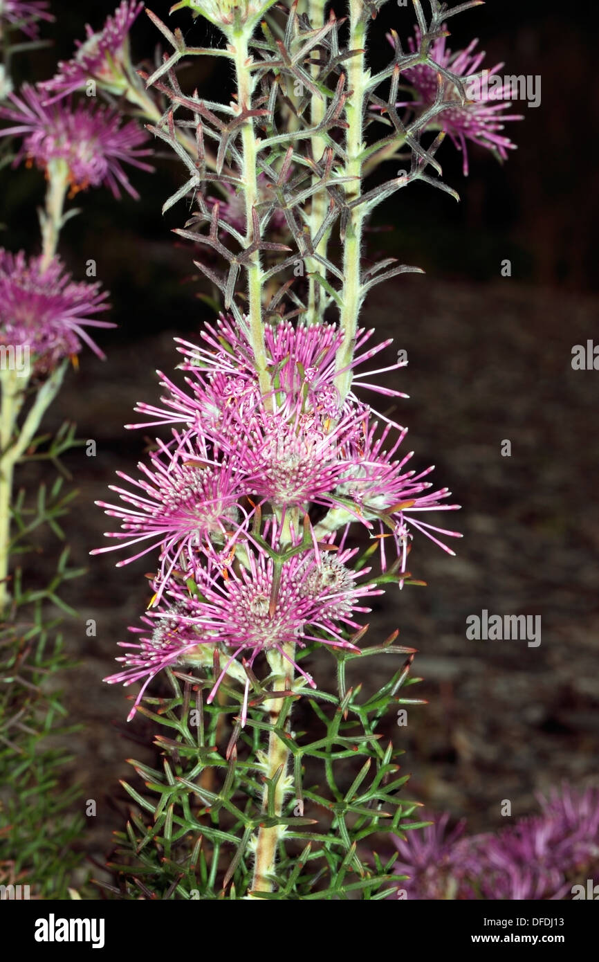 Australian Rose Cone Flower "Pink Sparkler" - Isopogon formosus ...
