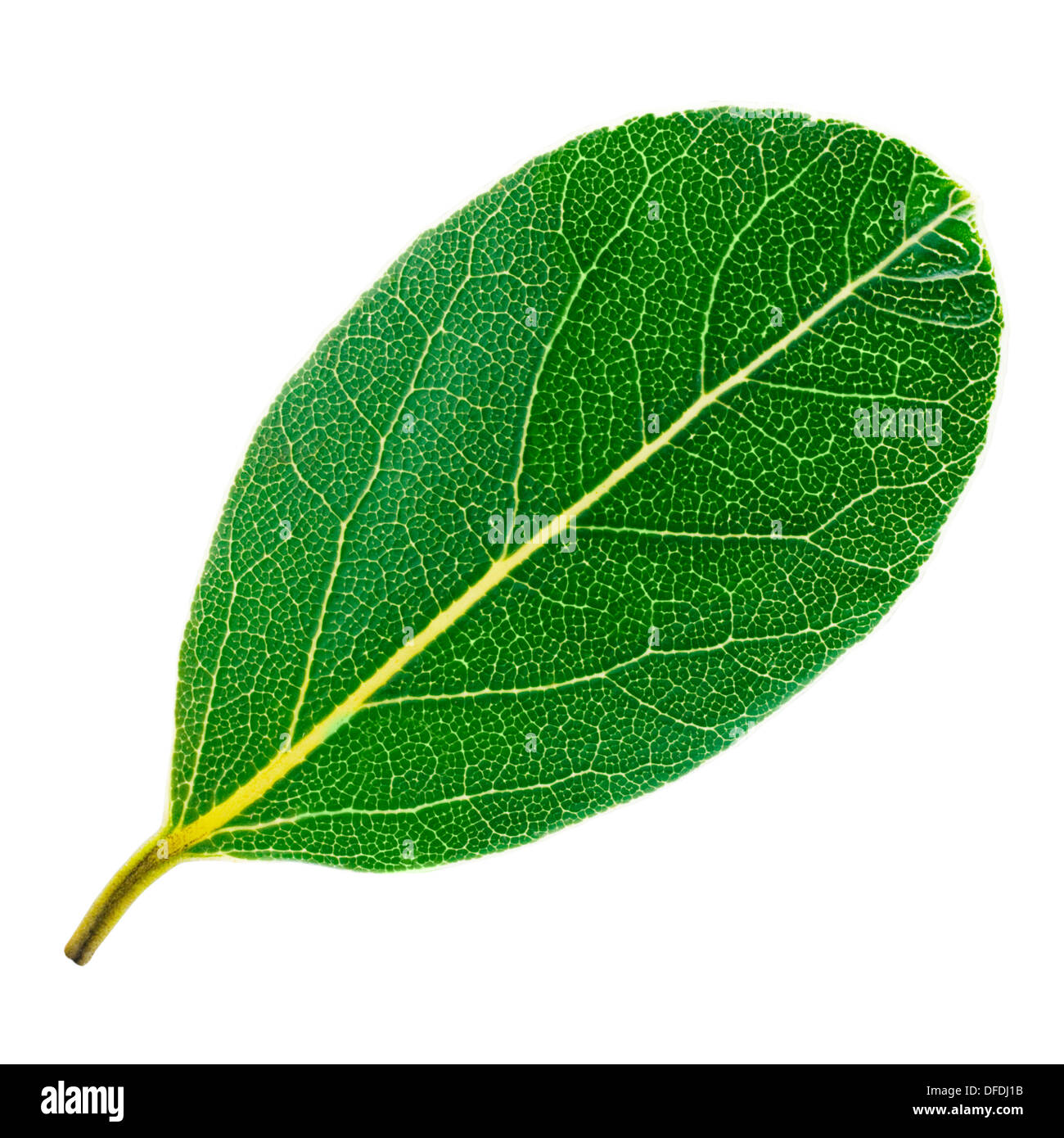 Laurel leaf background hi-res stock photography and images - Alamy