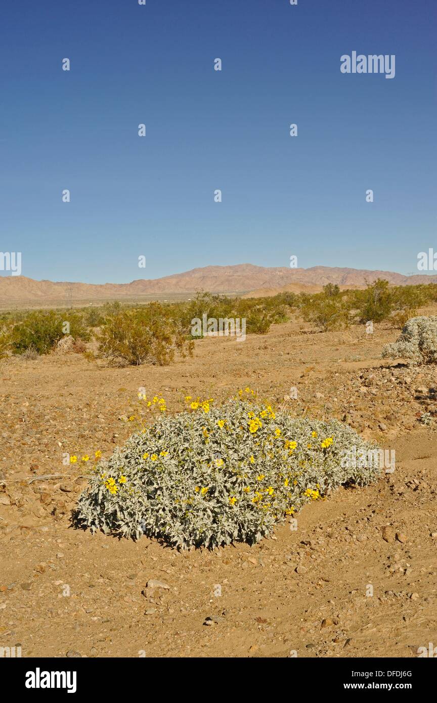 Mojave desert near mecca hi-res stock photography and images - Alamy