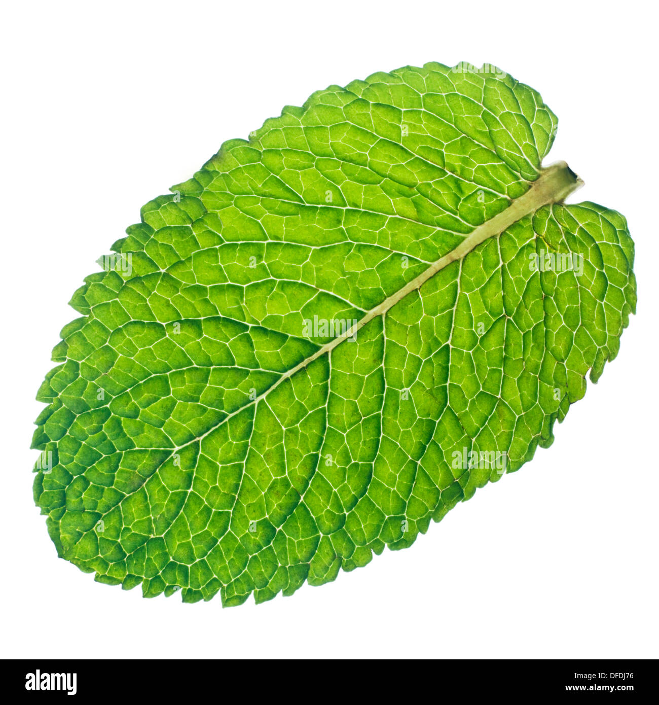 Isolated macro of fresh mint leaf Stock Photo - Alamy