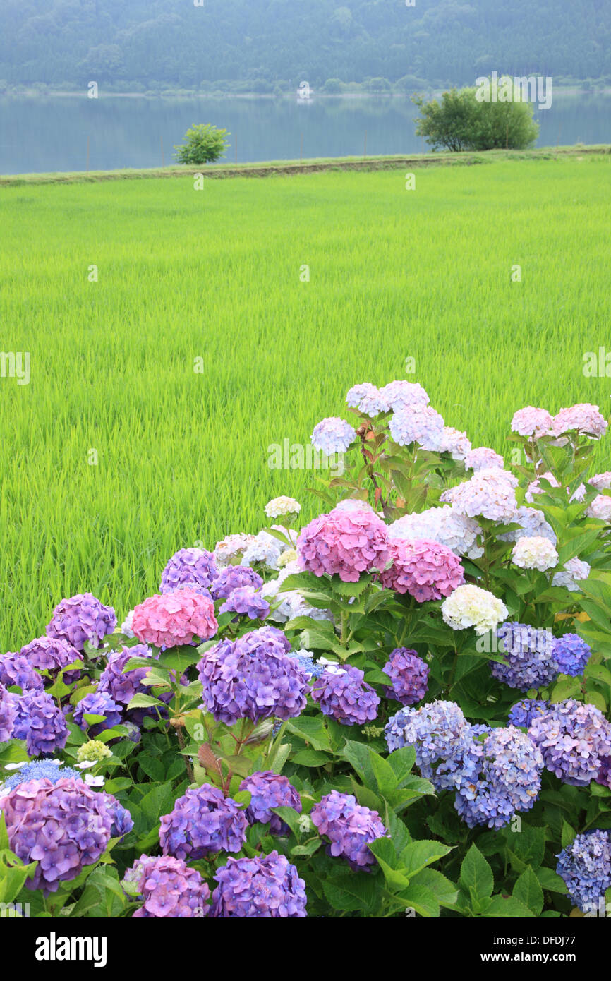 Japan Sunset Cityscape Flowers Hill Trees Hydrangea