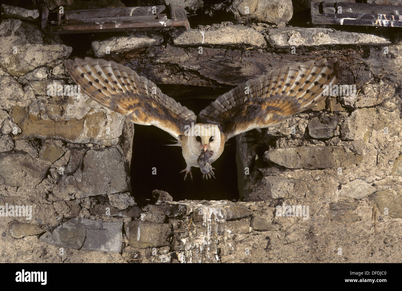 Barn owl carrying prey hi-res stock photography and images - Alamy