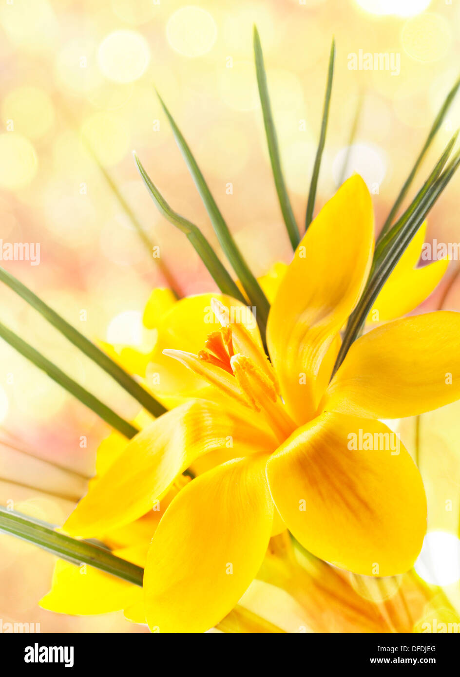 Nice background for your design with a yellow crocus flower Stock Photo ...