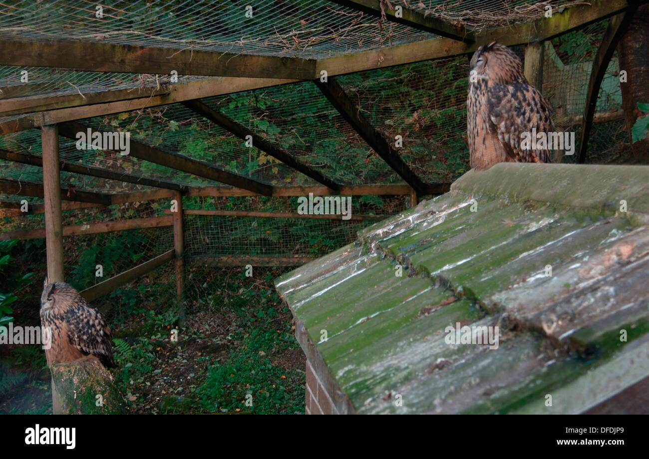 Birds of prey enclosure hi-res stock photography and images - Alamy