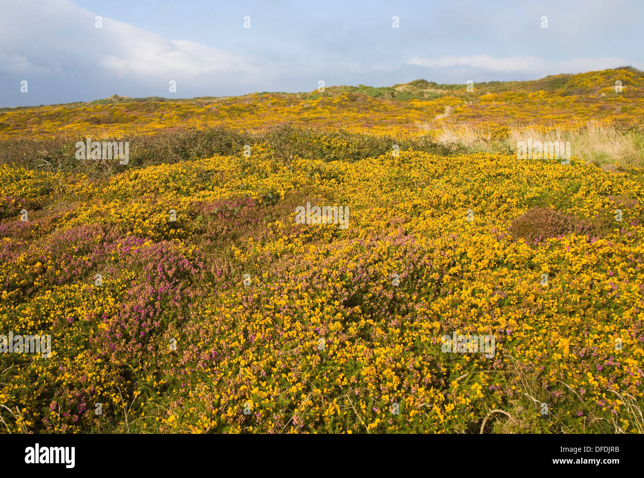 Heather and gorse plants in flower, St Agnes Head Cornwall England ...