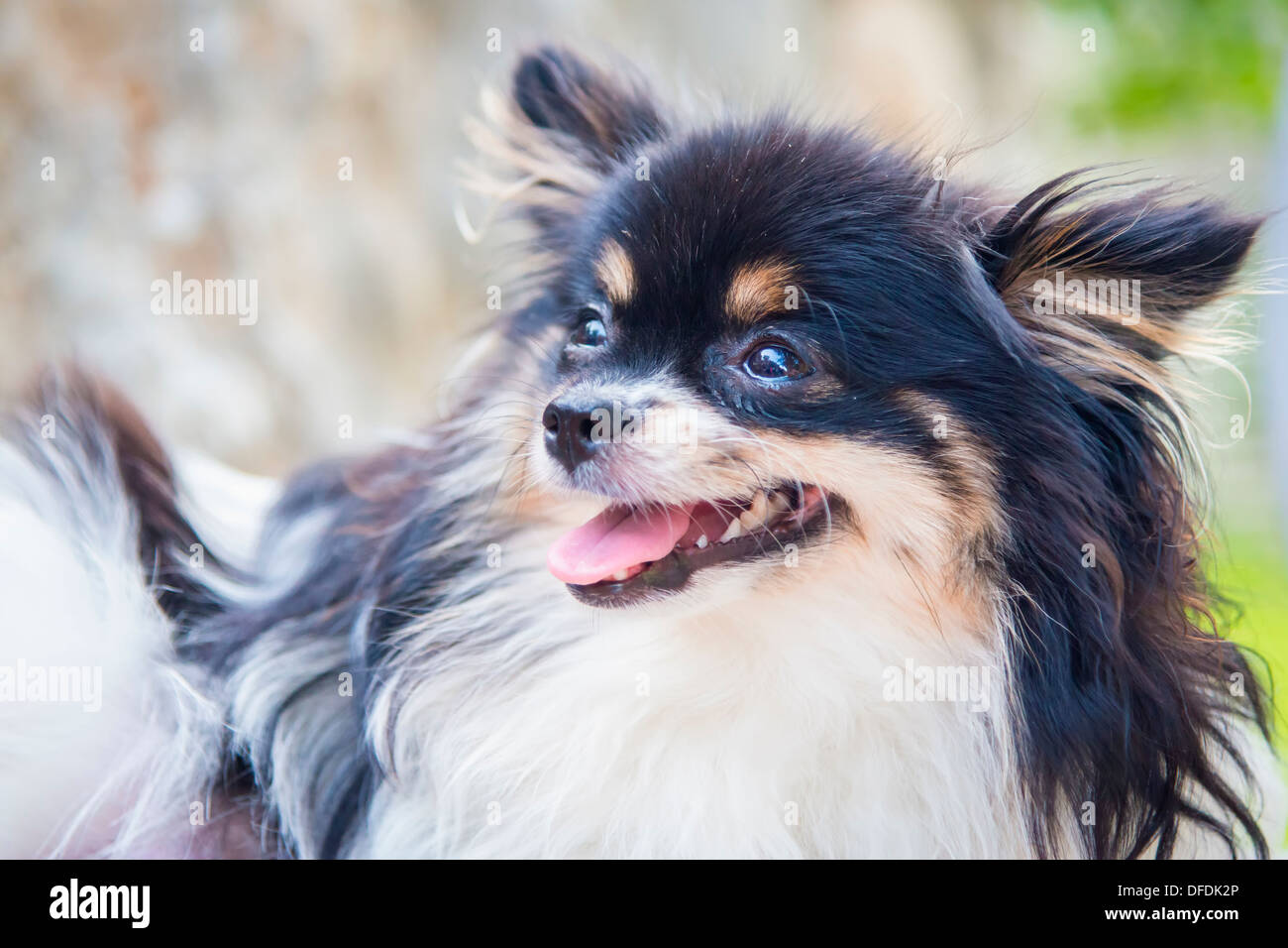 Black And White Pomchi