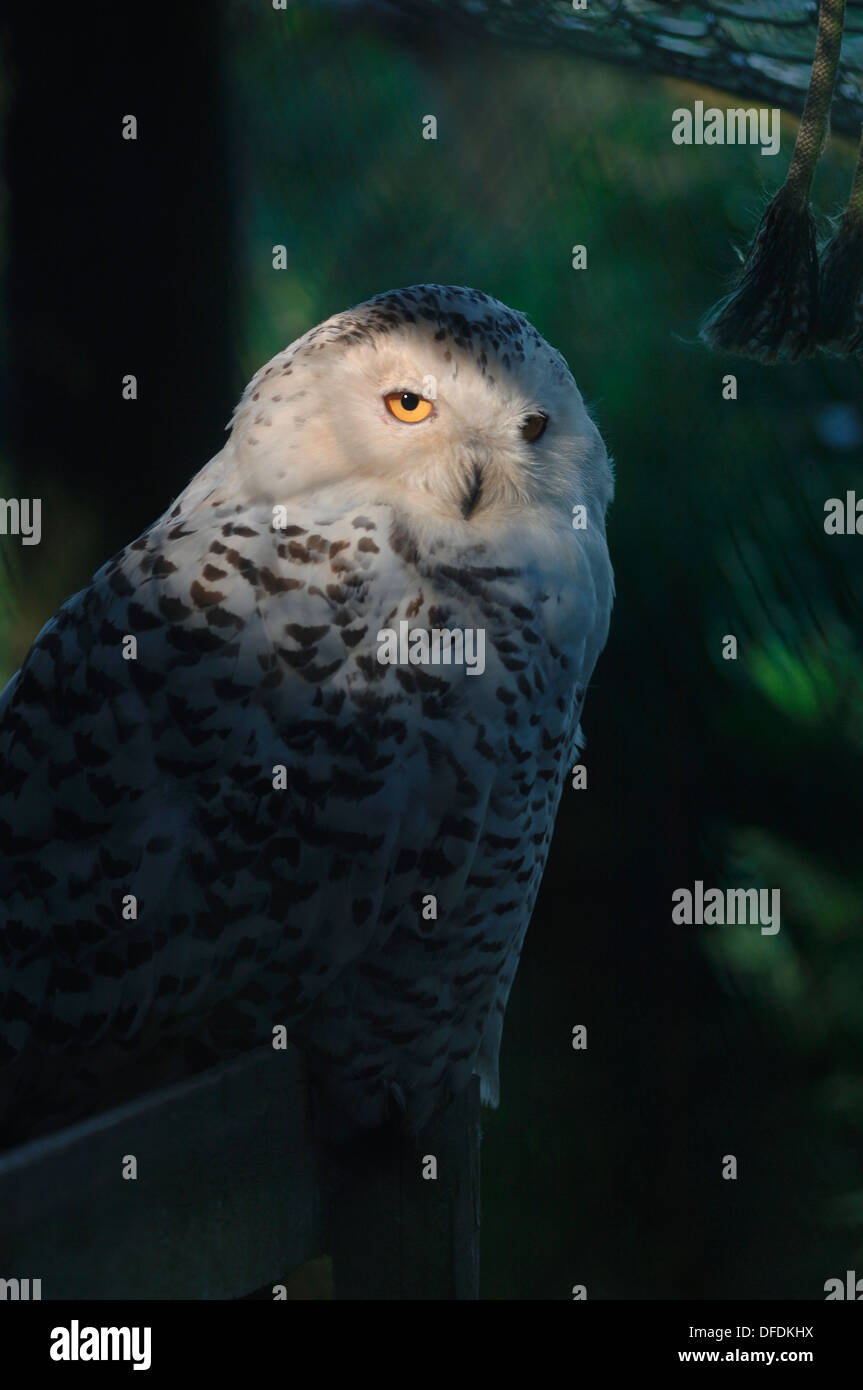 Adult female owl hi-res stock photography and images - Alamy