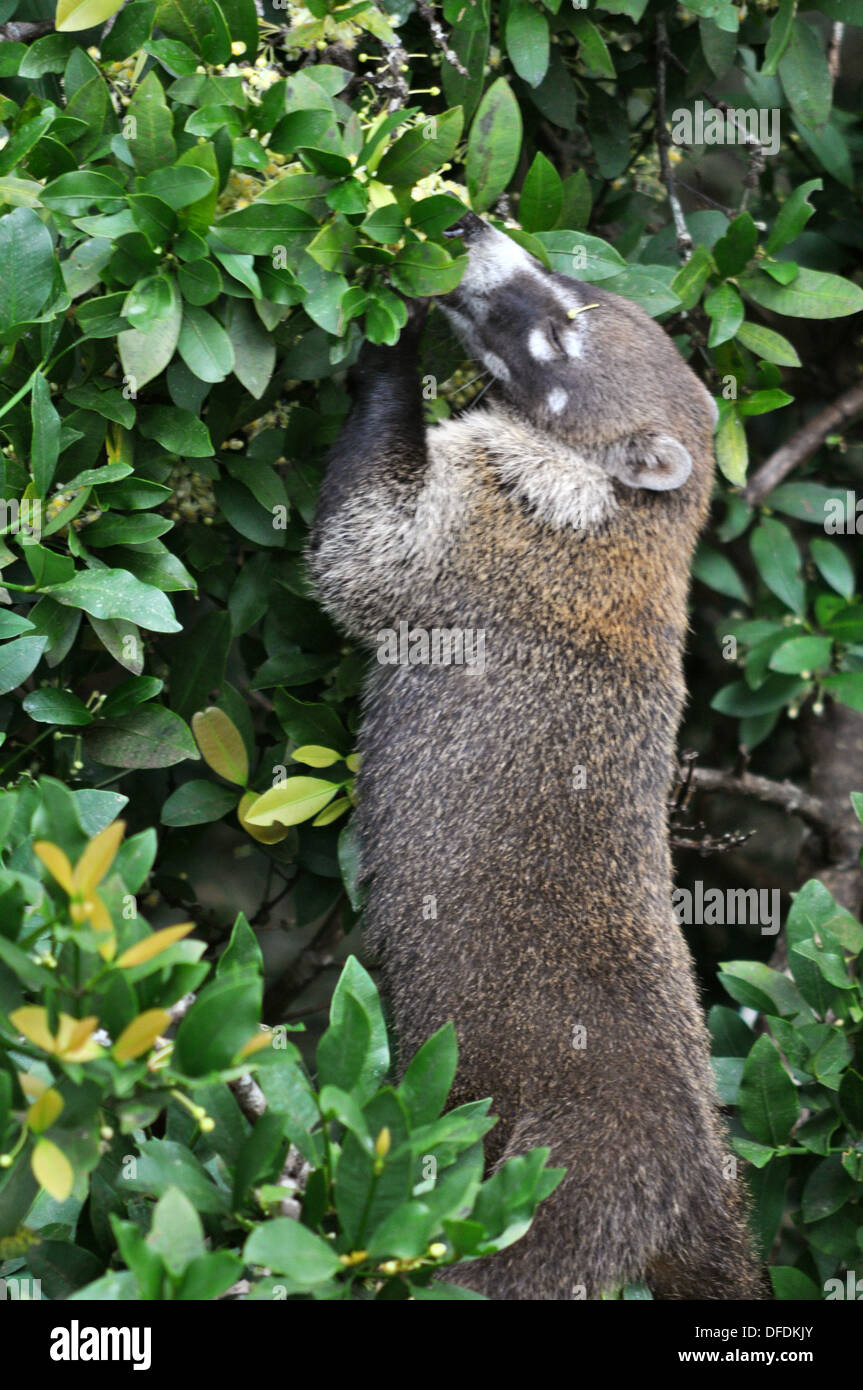White nosed Coati Coatimundi Nasua narica in the forest by Buena Vista ...