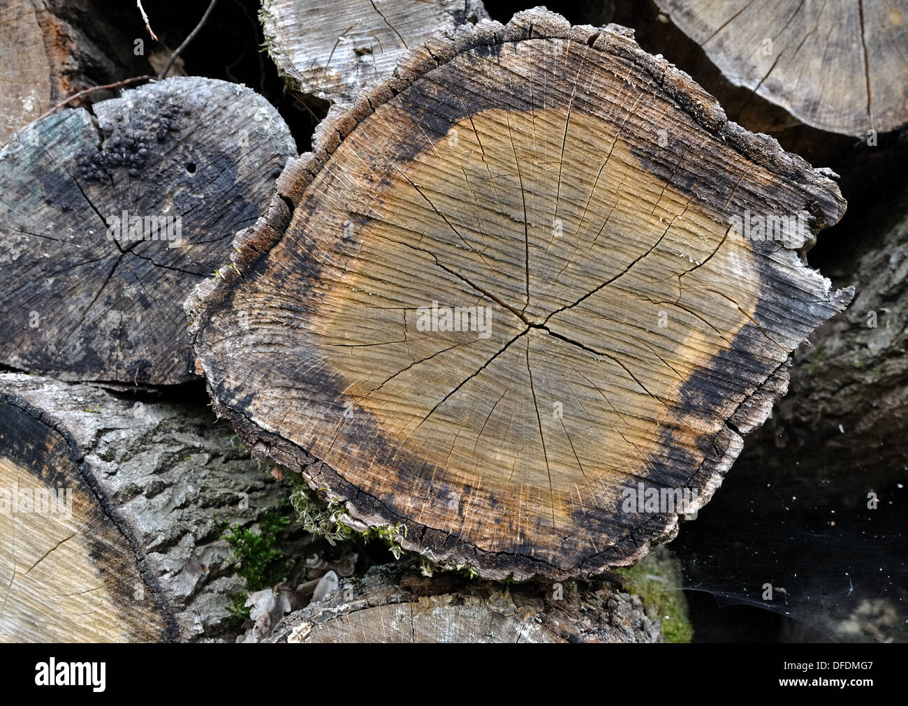 closeup on cutting of a tree trunk stacked Stock Photo - Alamy