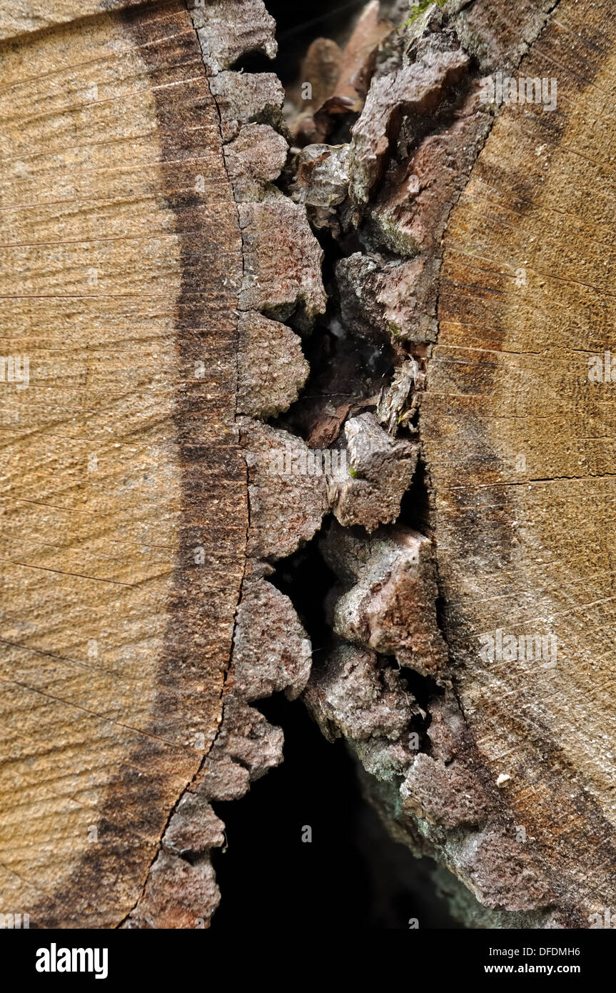 Cut bark hi-res stock photography and images - Alamy
