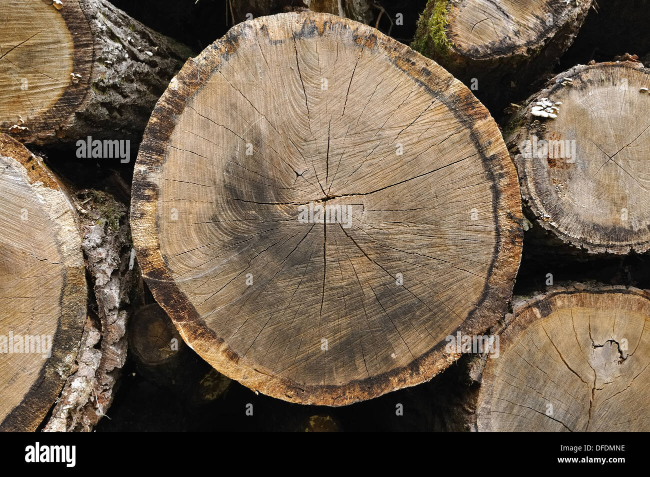 closeup on cutting of a tree trunk stacked Stock Photo - Alamy