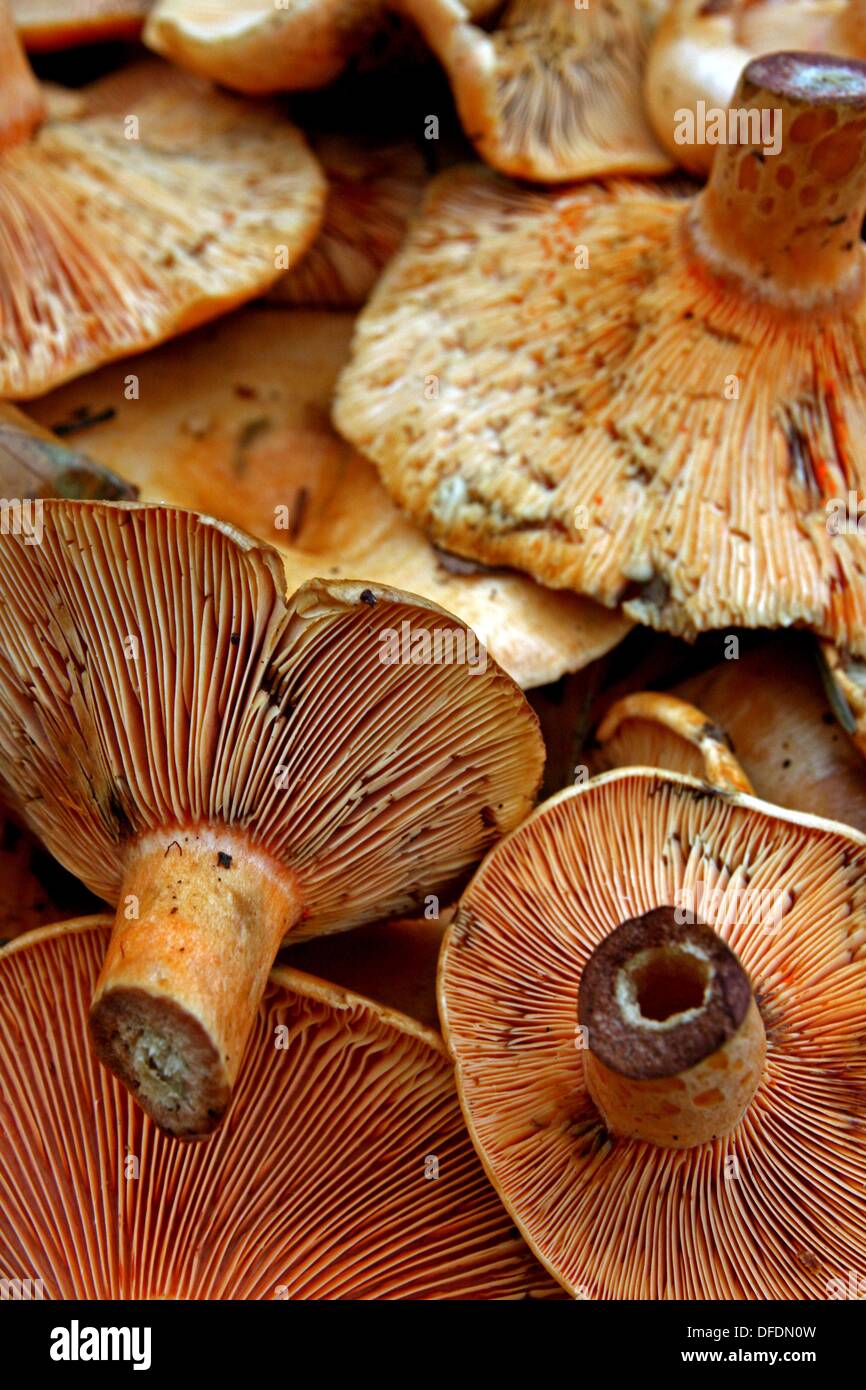 Lactarius edible mushrooms hi-res stock photography and images - Alamy